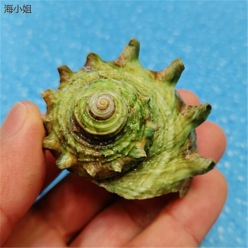 天然海螺贝壳角蝾螺绿蝾螺家居收藏摆件鱼缸水族装饰婚庆拍摄道具