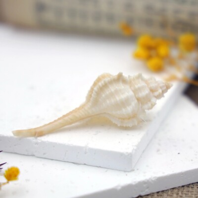棉兰老骨螺天然海螺寄居蟹材料