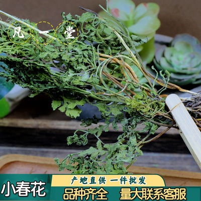 小春花中药材破天云阴地蕨