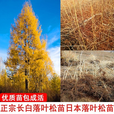 东北落叶松树苗松树造林苗绿化树苗日本速生落叶松苗圃直供