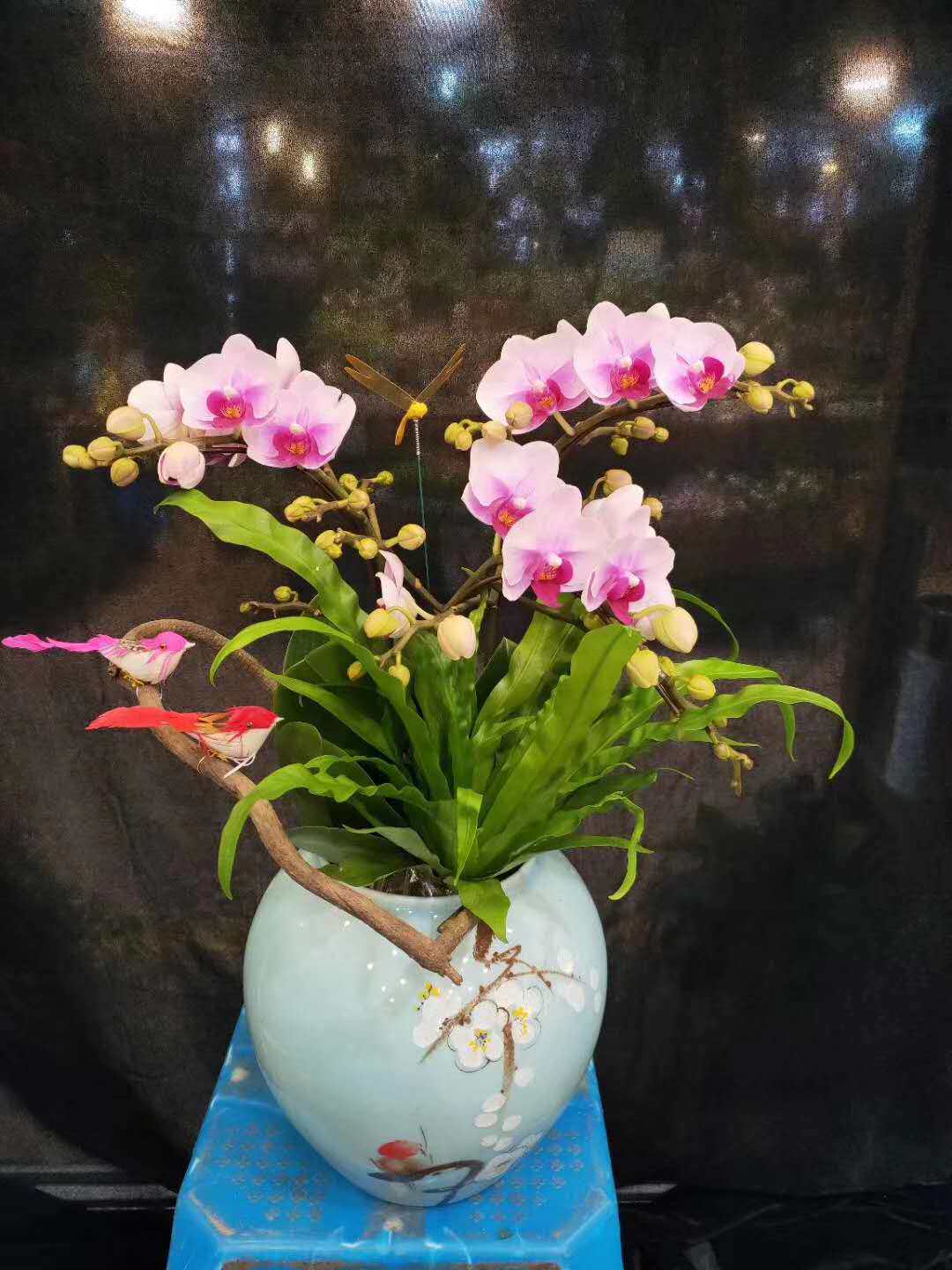 变异兰花图片,变异花图片,兰花变异的特征图片(第9页)_大山谷图库