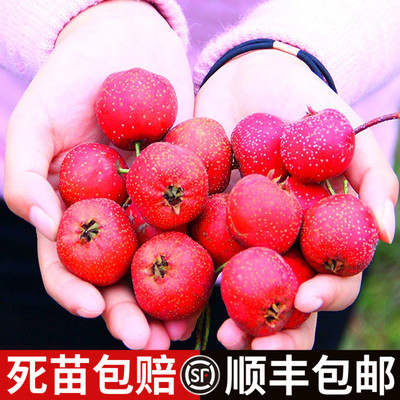 山楂树苗嫁接果苗活苗大五棱甜红子山楂苗南方北方种植盆栽地栽