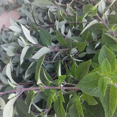 云南纯天然野拔子[异名:扫把茶、野苏、野香薷、小坝子]