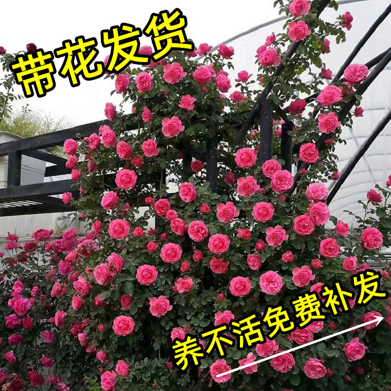 粉色达芬奇月季花苗特大花盆栽蔷薇花苗爬藤植物四季开花玫瑰花卉