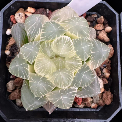 黑水晶北极之光赤线玉露锦多肉植物瓦苇十二卷一物一拍haworthia