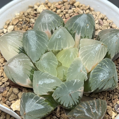 新品糯玉露锦瓦苇十二卷多肉植物玉露锦一物一拍Haworthia