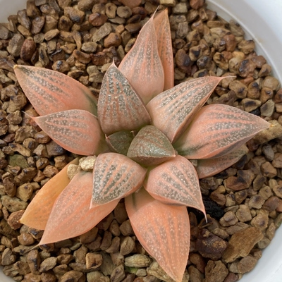 玫瑰夫人青蟹锦一物一拍瓦苇十二卷多肉植物haworthia