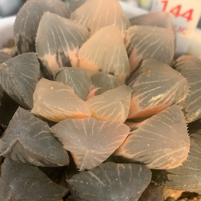 新品糯玉露锦瓦苇十二卷多肉植物玉露锦一物一拍Haworthia