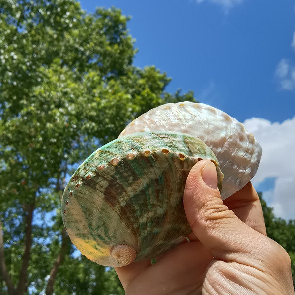 天然蓝色鲍鱼壳澳洲绿色鲍鱼壳鱼缸水族造景装饰家居收藏拍摄道具