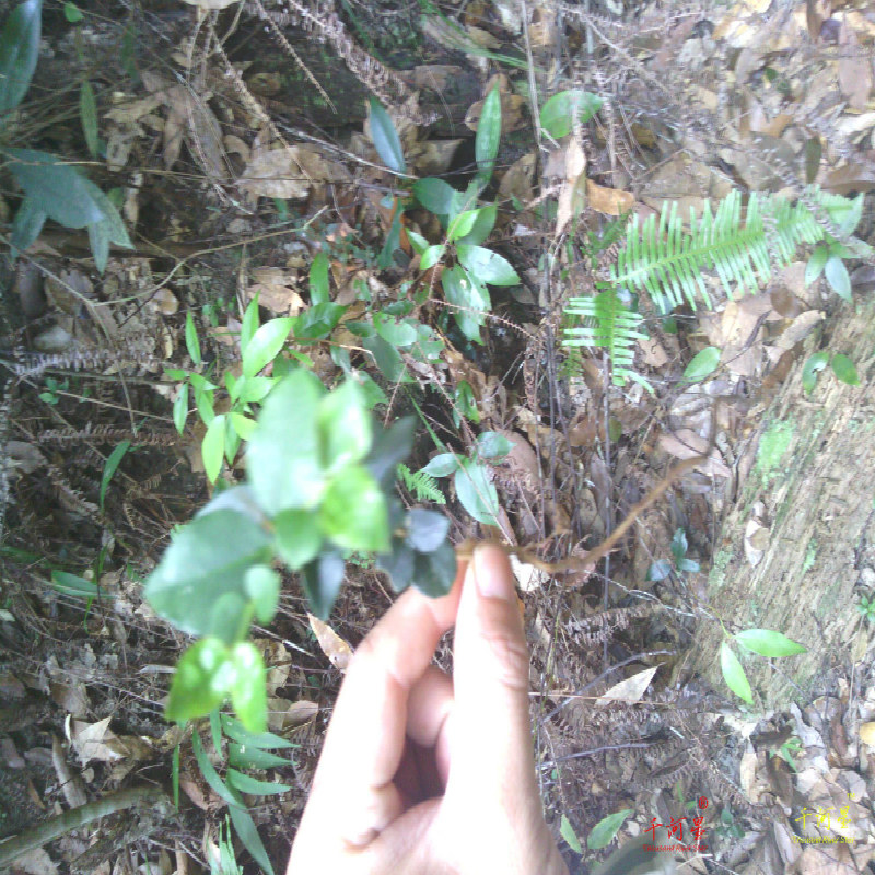 生态野膳食中野草材 根干 苗 绣花针 伏牛花 虎刺 福建三明闽西北