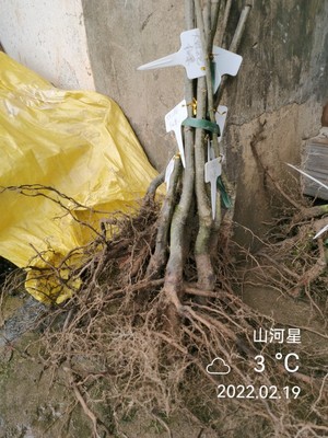 板栗嫁接自然风新鲜种子果树