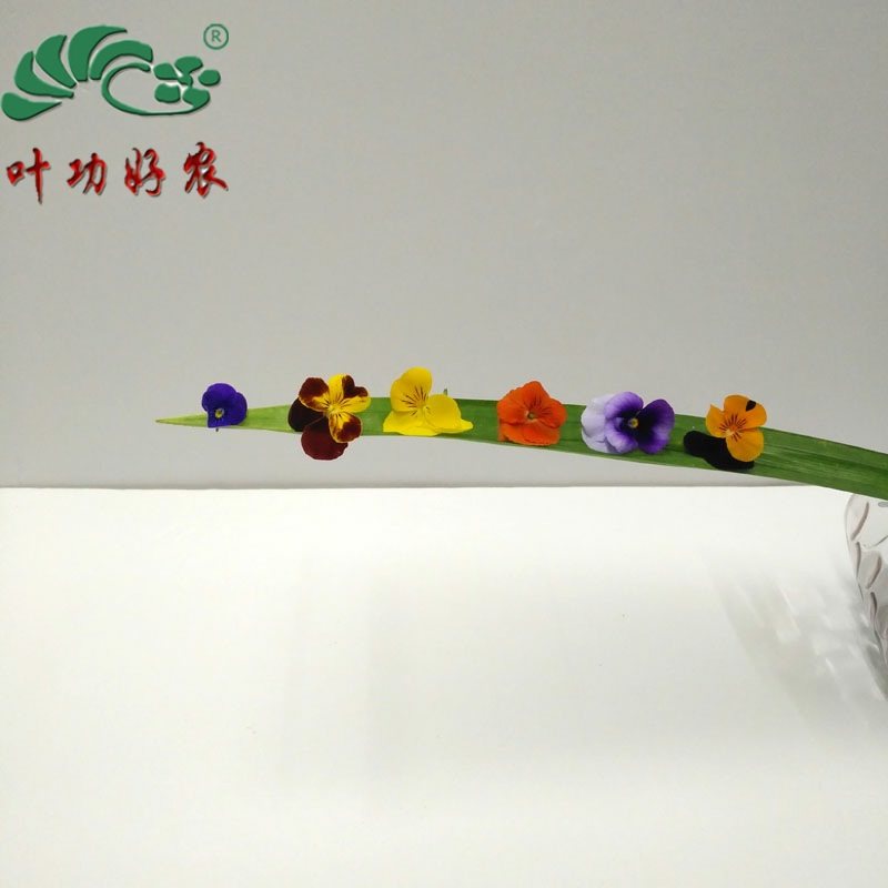新鲜迷你蝴蝶花人面花装饰摆盘鸢尾花角堇(不是三色堇) 约50朵/盒