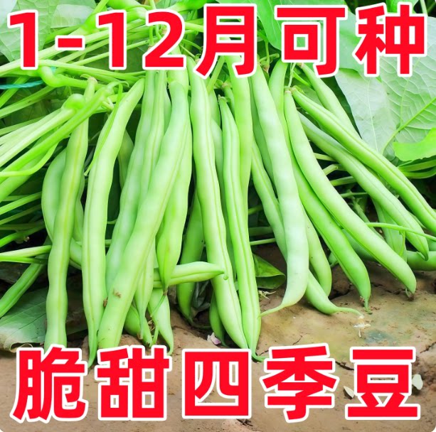 无架地豆种子苗高产不搭架豇豆豆角种孑春夏秋菜豆矮生四季豆种籽