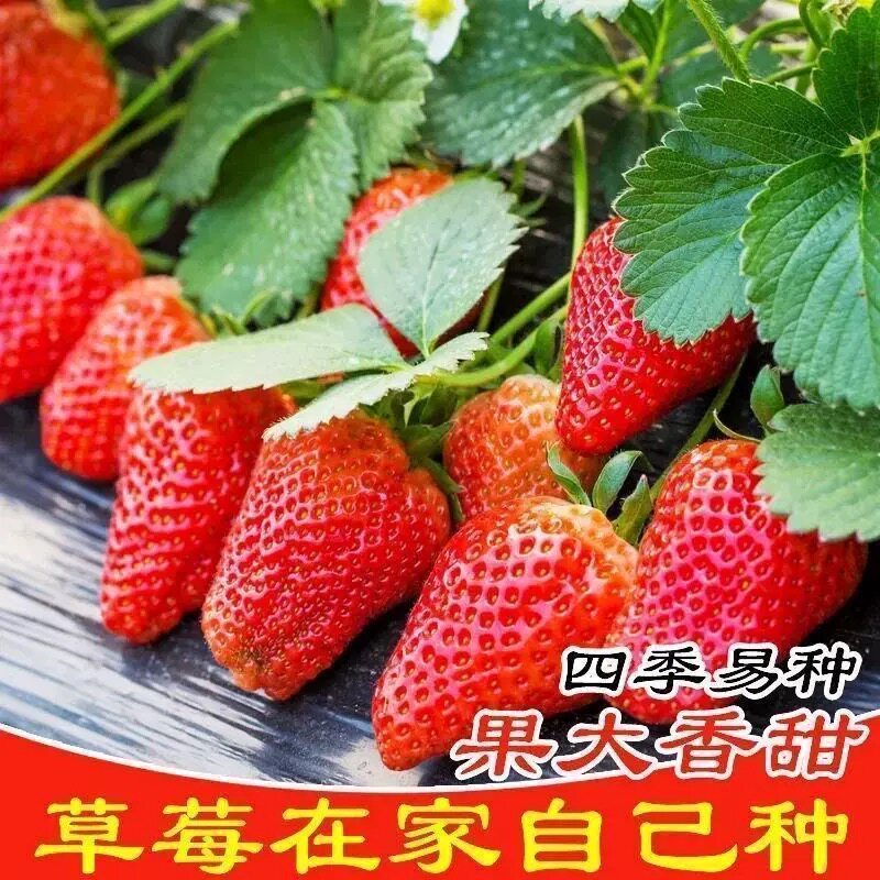 家庭阳台盆栽四季易活奶油红草莓种籽子大草莓种籽白草莓种子秋冬