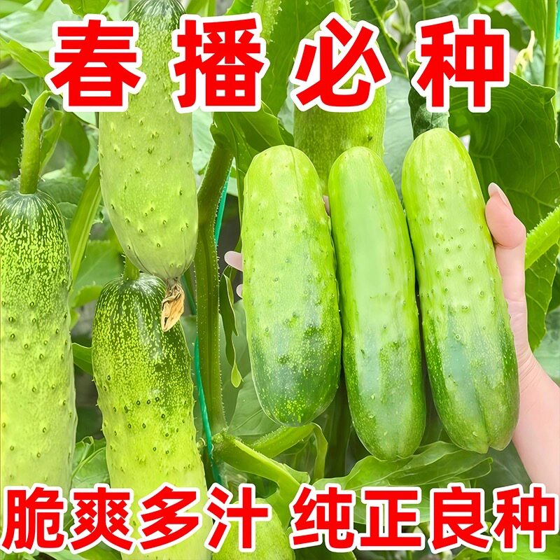 水果黄瓜种子四季好种阳台盆栽春秋季黄瓜种籽旱水果蔬菜黄瓜种孑