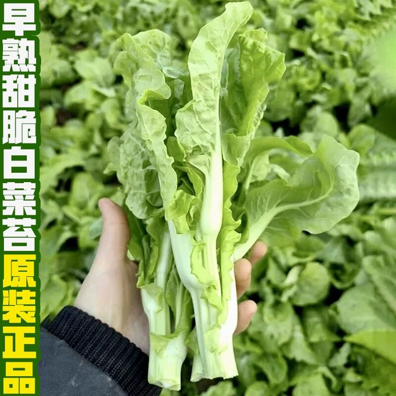 农之子白菜苔种子老品种新鲜蔬菜种籽农家庭院阳台盆栽高产抗病菜