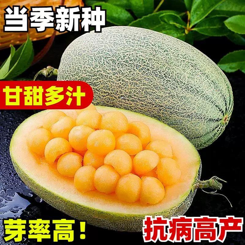 哈密瓜种子西州蜜瓜种籽甜瓜种籽四季种植盆栽地栽水果蔬菜种子