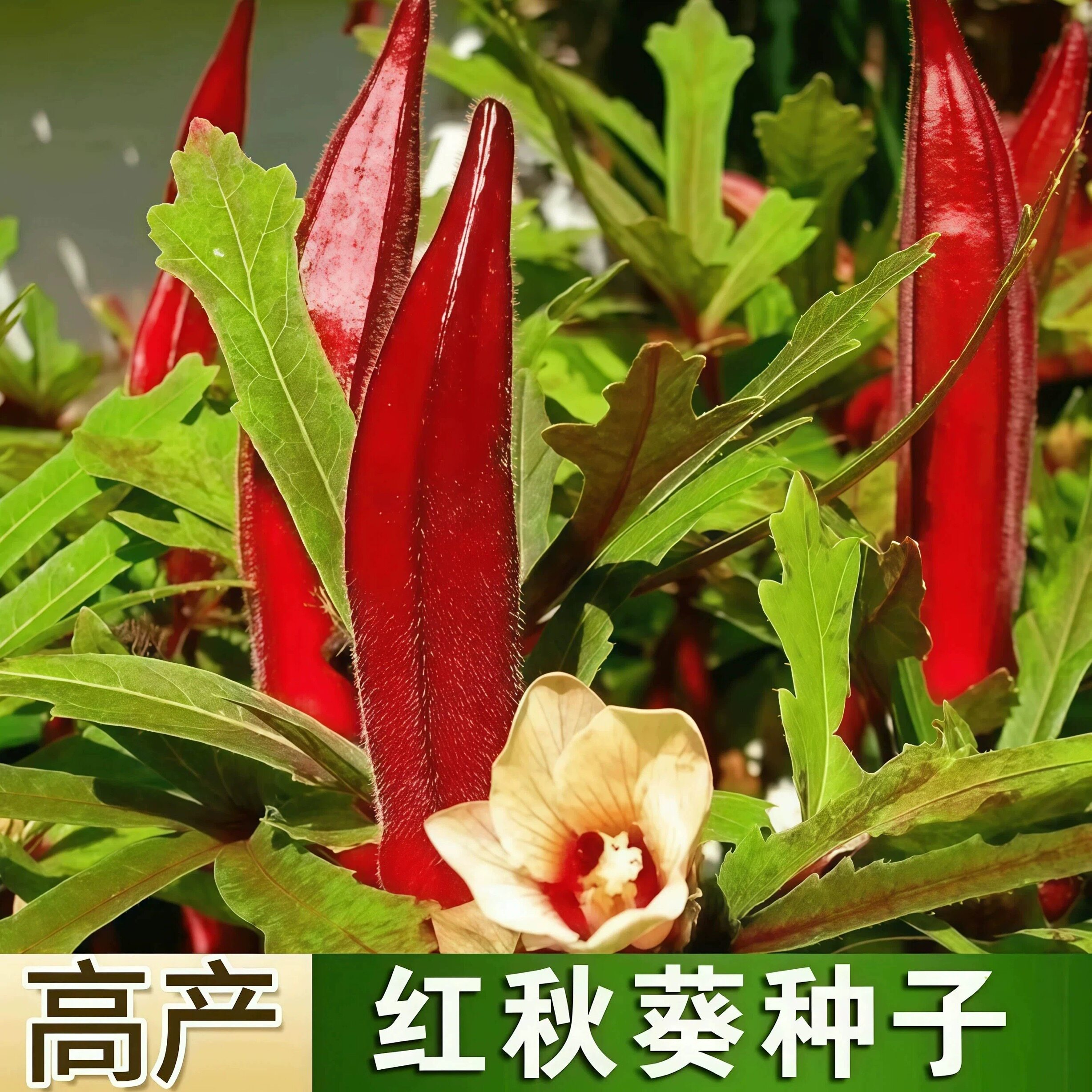 水果秋葵种子春季播种家庭阳台盆栽秋葵蔬菜种籽高产抗病易种农家