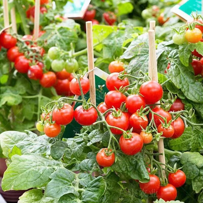 番茄种子矮生小番茄西红柿种苗盆栽阳台盆栽蔬菜水果四季播种高