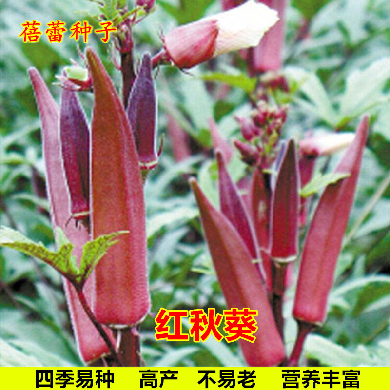 红秋葵种子高产黄秋葵种籽四季蔬菜种孑籽春秋季种植盆栽保健菜籽