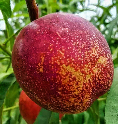 7-62未来一号中油4号忆香蜜离核早熟甜脆大油桃苗山东桃树嫁接苗