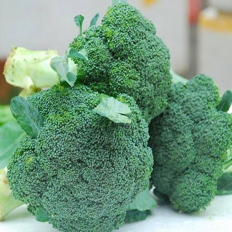 绿霸王西兰花种籽花椰菜西兰花种子春秋四季小菜园种植花菜菜花