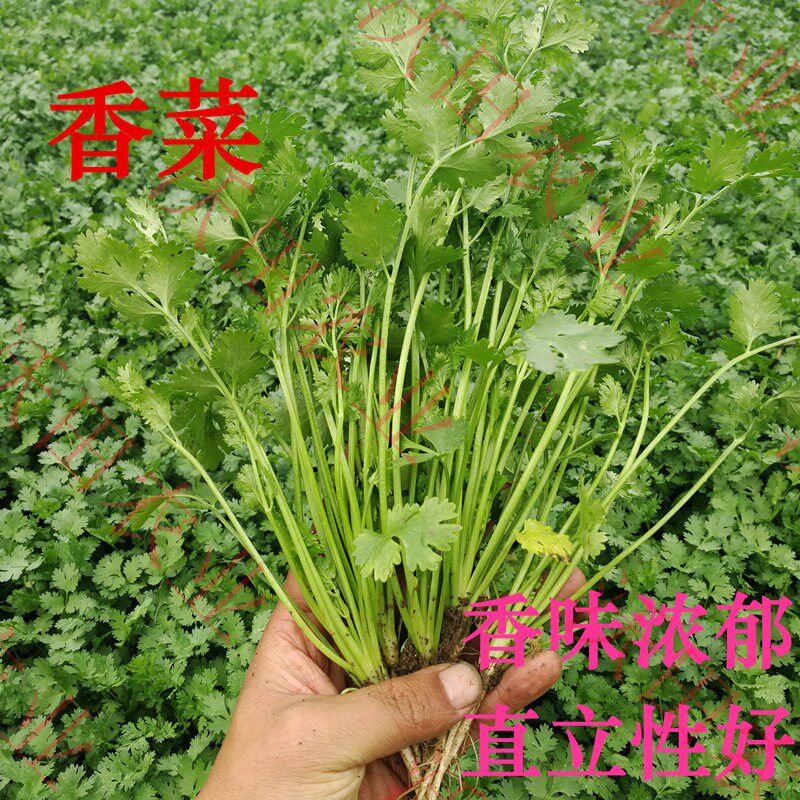 老香菜种子铁杆香菜种孑老芫荽种籽味浓阳台盆栽农家四季蔬菜包邮