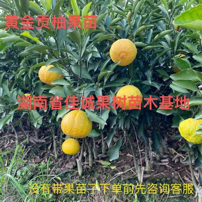 黄金贡柚果苗 三年苗次年结果不带果 嫁接成活黄金贡柚树苗