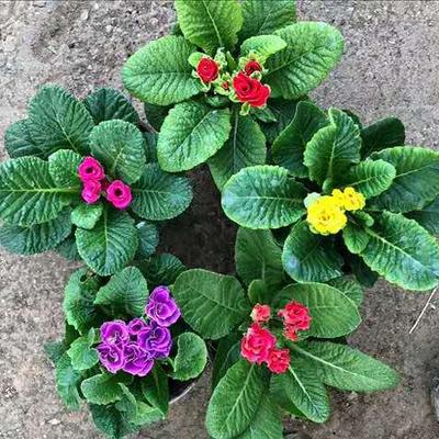 重瓣报春花盆栽欧洲花卉冬季耐寒四季开花带香味阳台室内喜光包邮