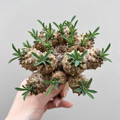 大戟科峨眉山无刺小菠萝多肉植物