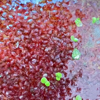 水蚤活鲜活活体鱼虫活苗鱼食鱼苗开口蹦蹦红虫鱼饲料繁殖幼鱼