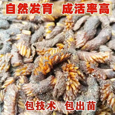 云南东亚飞蝗无土膨化卵新鲜蚂蚱蝗虫纯卵发育卵出苗率高包技术