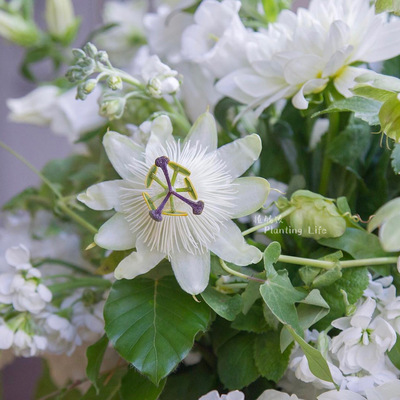 白花康斯坦斯rsquo品种西番莲