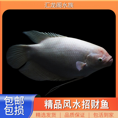 观赏鱼活体热带淡水黑色红眼红尾招财鱼风水鱼转运鱼苗中大型配鱼