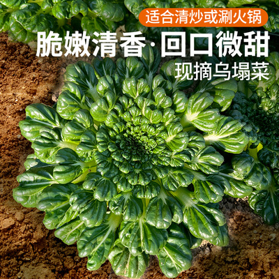 密农人家现摘乌塌菜新鲜小青菜