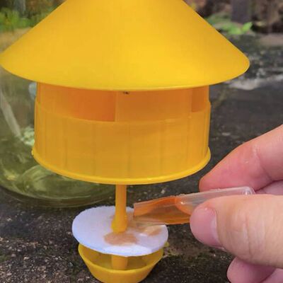 Fruit Fly Trap Killer Drosophila Trap with Hanging Hole