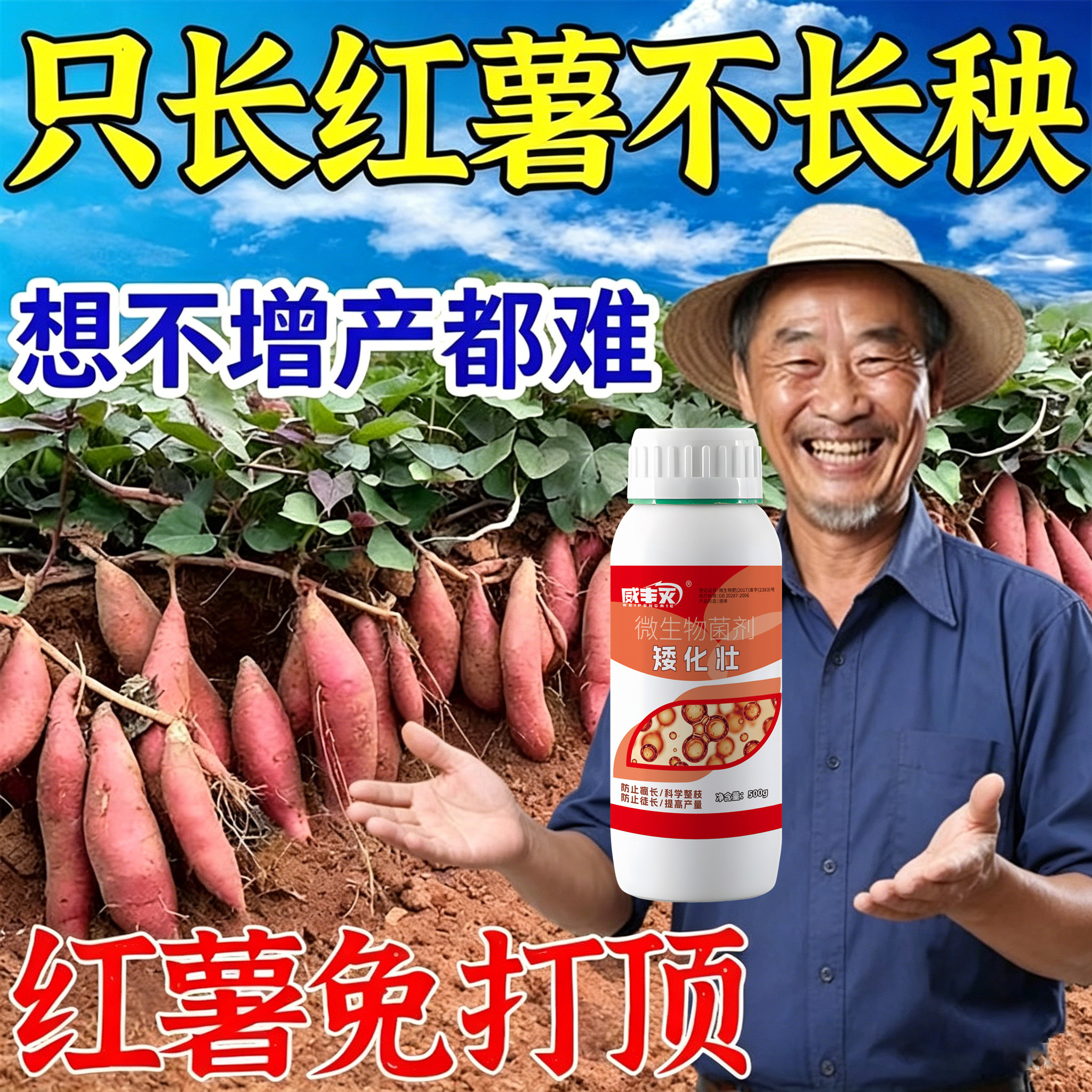 【红薯不打顶】红薯控旺药红薯矮化灵控旺只长红薯不长叶提高产量