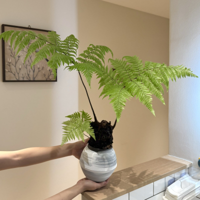 禅意国风红磷蕨类植物盆栽