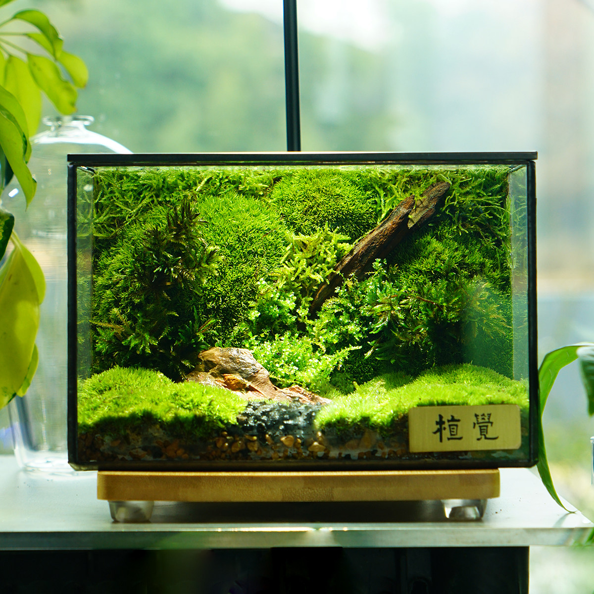 植觉先生 | 入林森 顺丰发货 | 森林生态微景观室内苔藓微景观