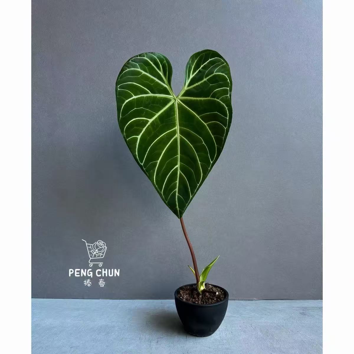 帝王花烛大叶克莱恩室内入门热植桌面撕裂纹阳台盾叶植物ins风