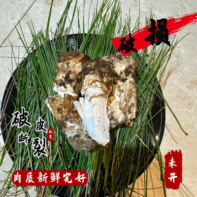 现货云南甘孜香格里拉鲜松茸适合自用掉级破损松茸
