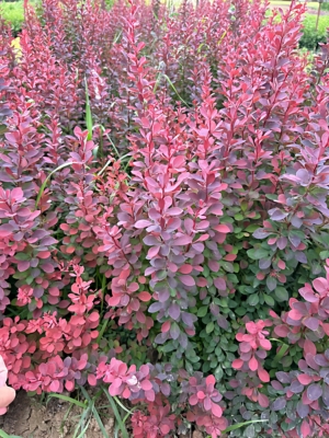 绿化工程苗红叶小檗红叶小檗苗红叶小檗球红叶小檗小苗