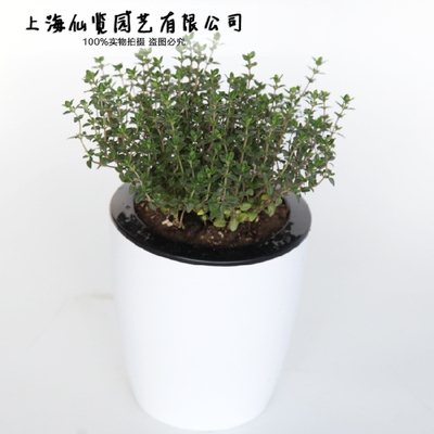thyme百里香盆栽厨房料理芳香植物驱蚊柠檬百里香可食用 香草植物