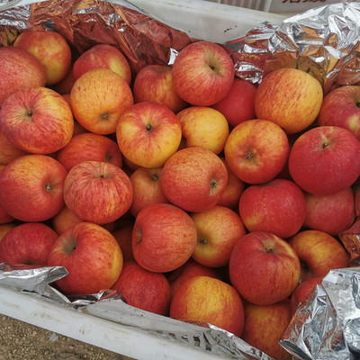 爱香妃苹果 山东烟台自家产香脆甜 当季现摘水果