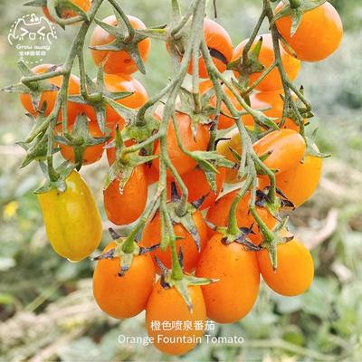 橙色喷泉小番茄种子皮薄超甜高产