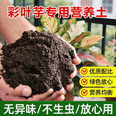 彩叶芋专用土料营养土种植肥叶子焦尖倒伏干枯萎蔫发软黑斑化家用