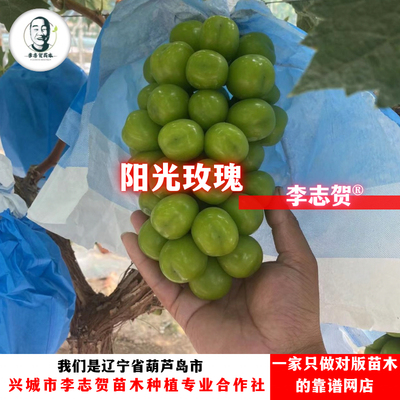 阳光玫瑰葡萄嫁接苗 泰来苗木