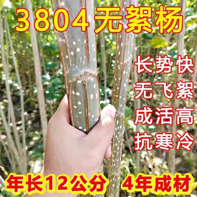 正宗107无絮速生白杨树苗3804白杨树青皮大叶杨树苗长势快无飞絮