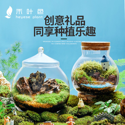 苔藓微景观植物桌面小盆景创意DIYF生态瓶懒人好养植物玻璃摆件