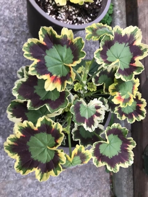 三色旗直立彩叶天竺葵花苗盆栽花卉植物